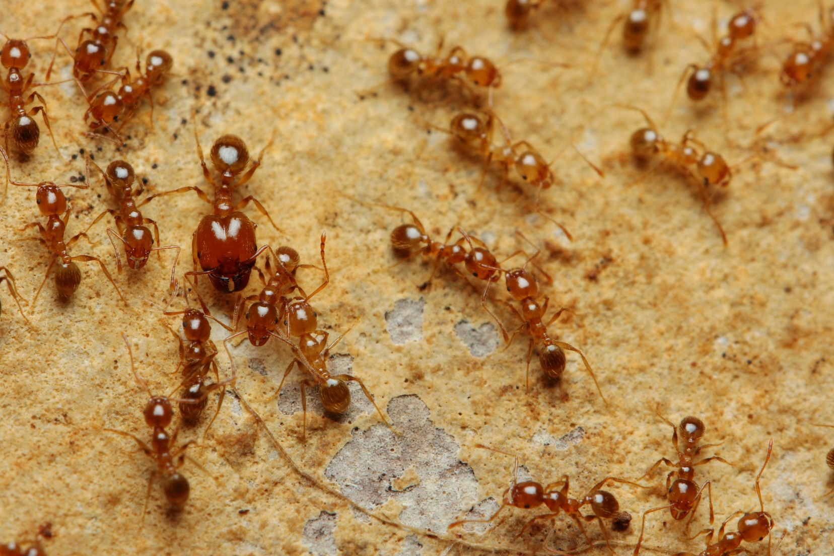 Pheidole pallidula купить в Москве