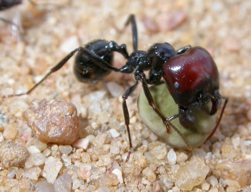 муравьи messor barbarus, большие муравьи жнецы