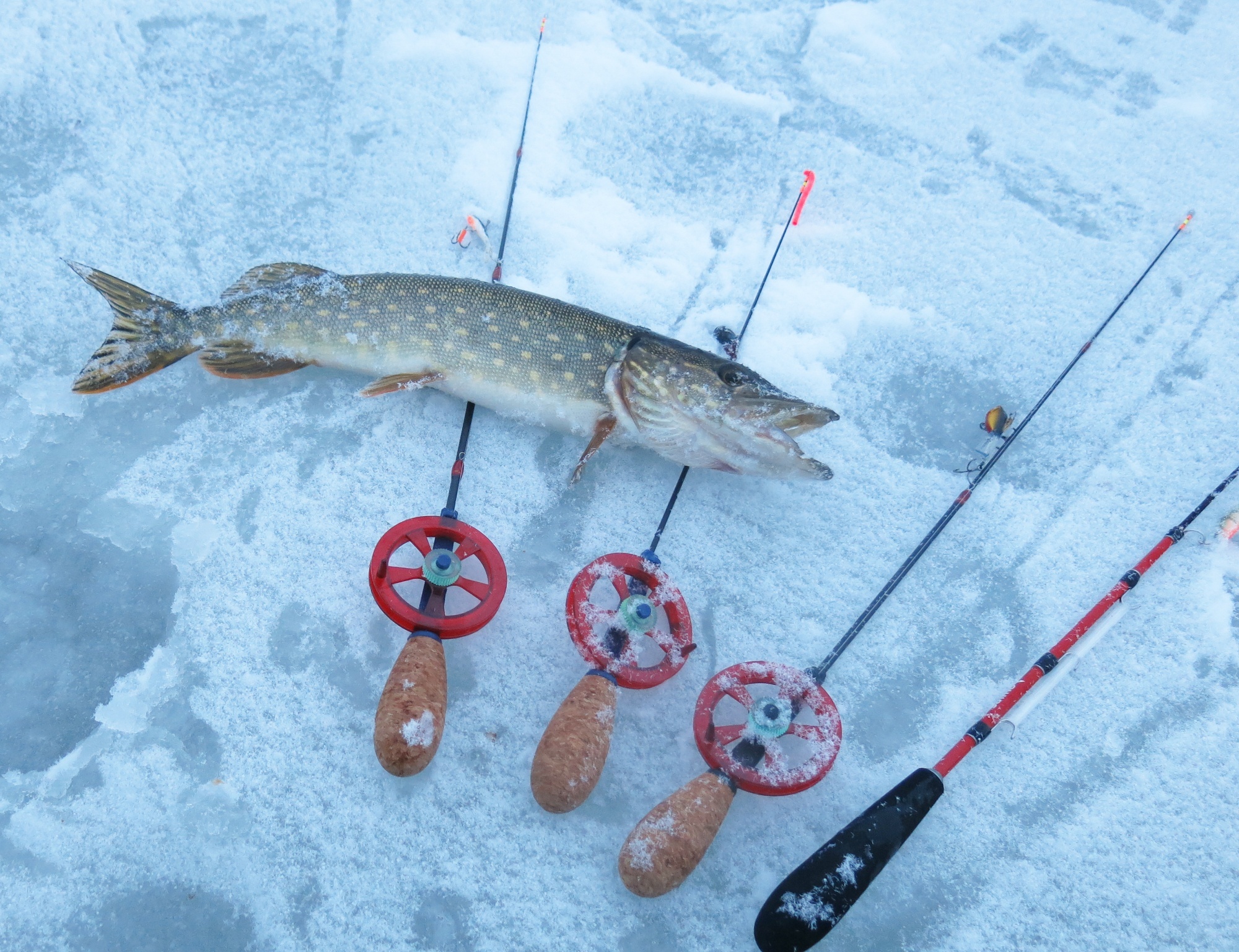 Salmo Diamond Perch Tele и Lucky John C-Tech Jig Light — новые удочки ...