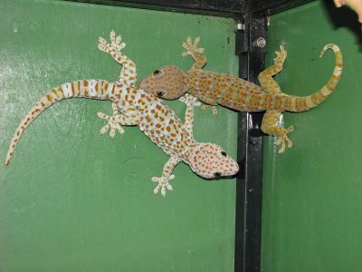 Геккон в террариуме