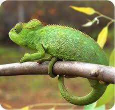 Виды хамелеонов, содержащихся в домашних условиях