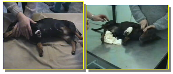 Дископатия у такс