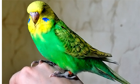 В Германии мужчина подрался со своим попугаем