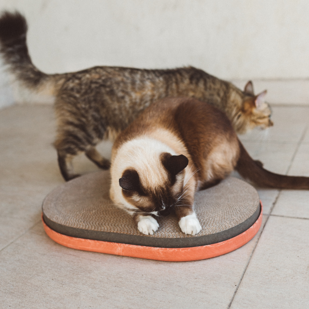 Когтеточка Zee.Cat теперь в России! Доступные цены и быстрая доставка в ...