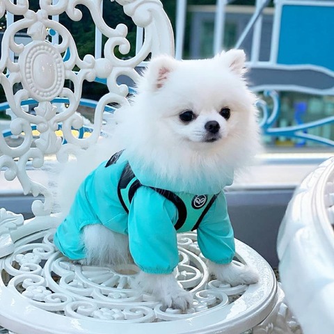 Одежда для собак - интернет-магазин Crystaldog