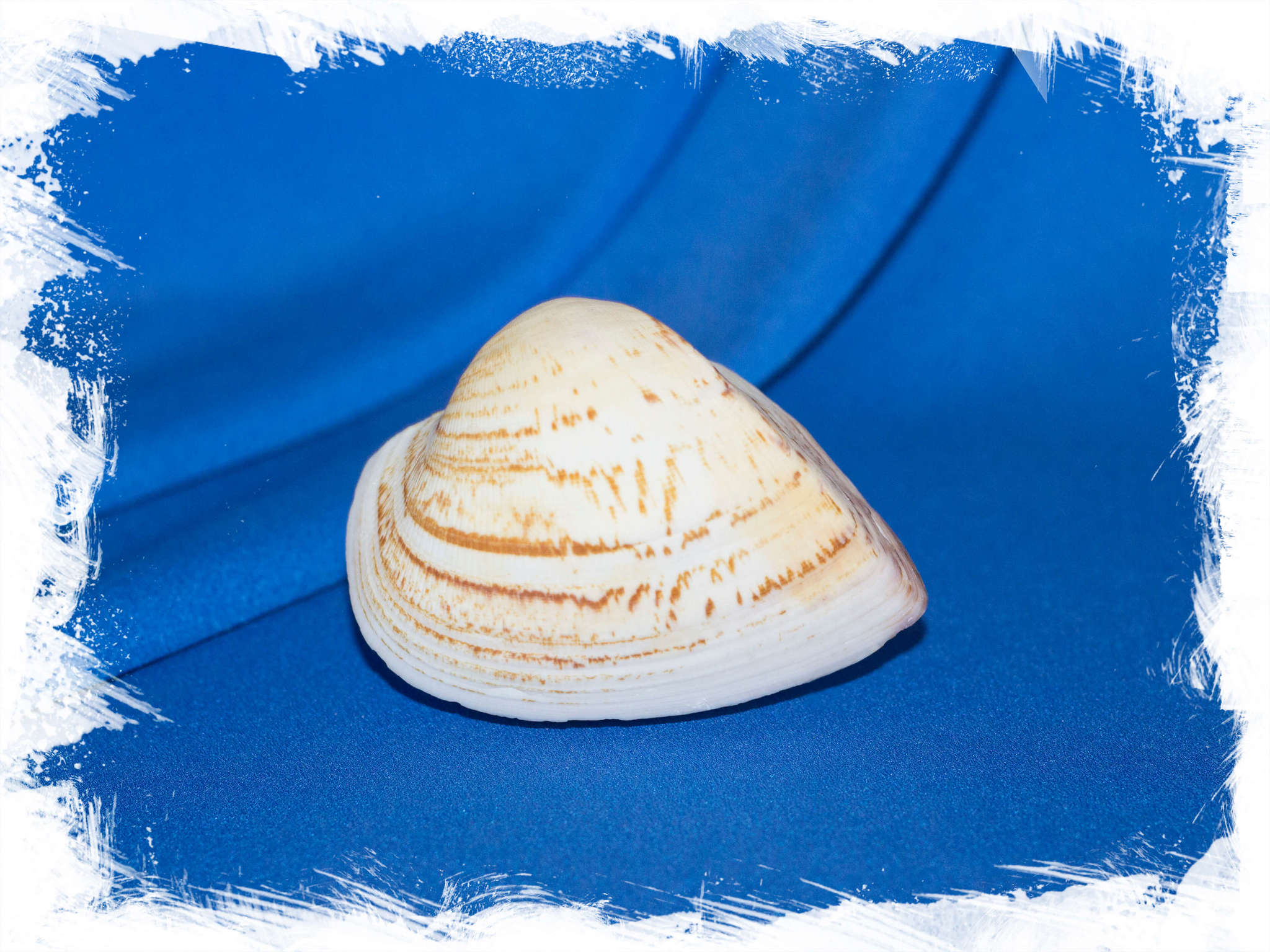 Двустворчатая ракушка Арка лабиата, Arca labiata, Кукуллаея лабиата ...