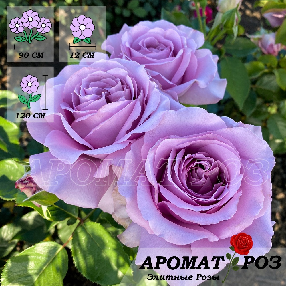 Лав Сонг (Love Song) – Флорибунда - купить Аромат-роз.рф