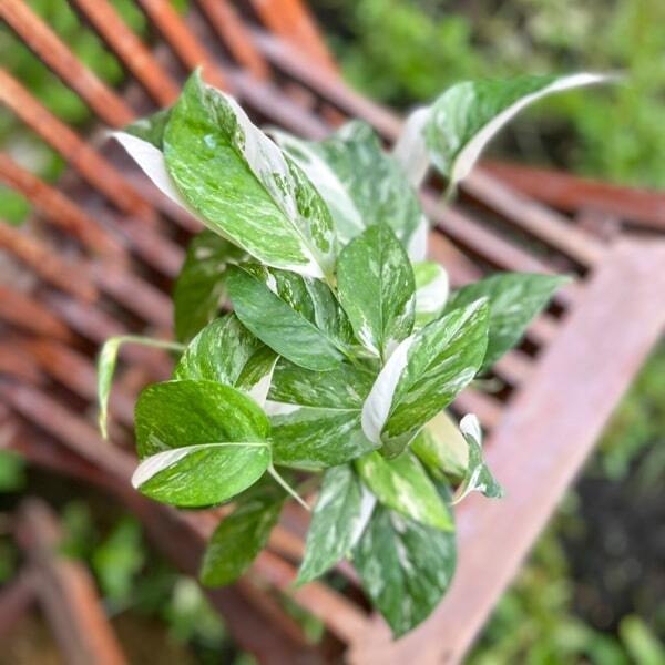 Эпипремнум PINNATUM ALBO VAR – купить за 2 300 ₽ | ADENIUMLAND