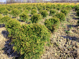 Туя западная Литл Джем | Thuja occidentalis Little Gem 30-50 см