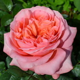 Пинк экспрешн (Pink Expression)