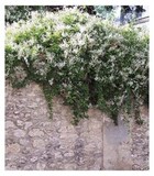 Купить семена Горец ауберта, Гречиха бальджуанская. Polygonum aubertii ...