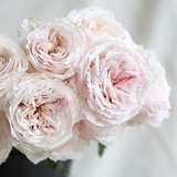 Тсумуги (Tsumugi)