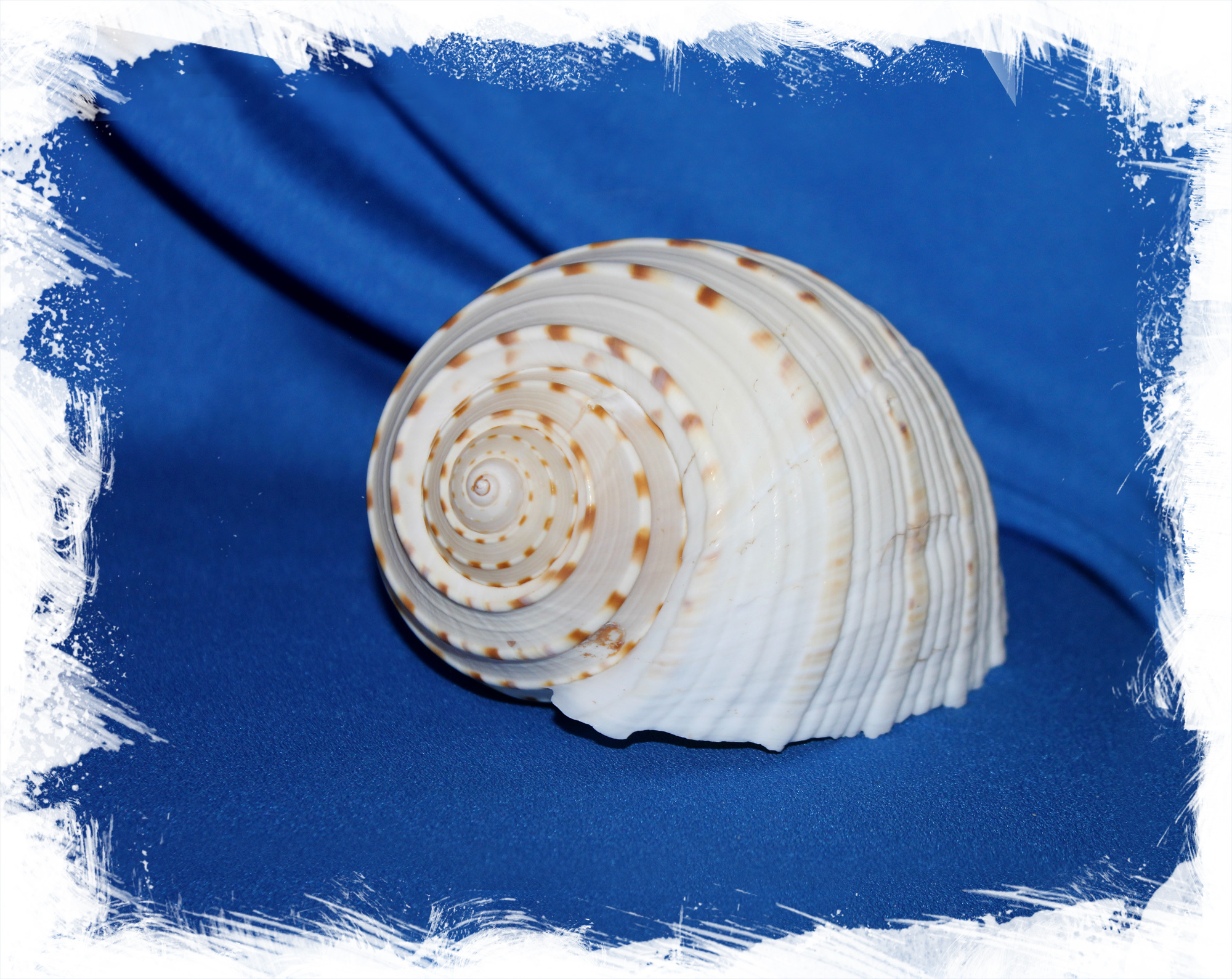 Морская раковина Тонна Долиум, Tonna dolium. Купить