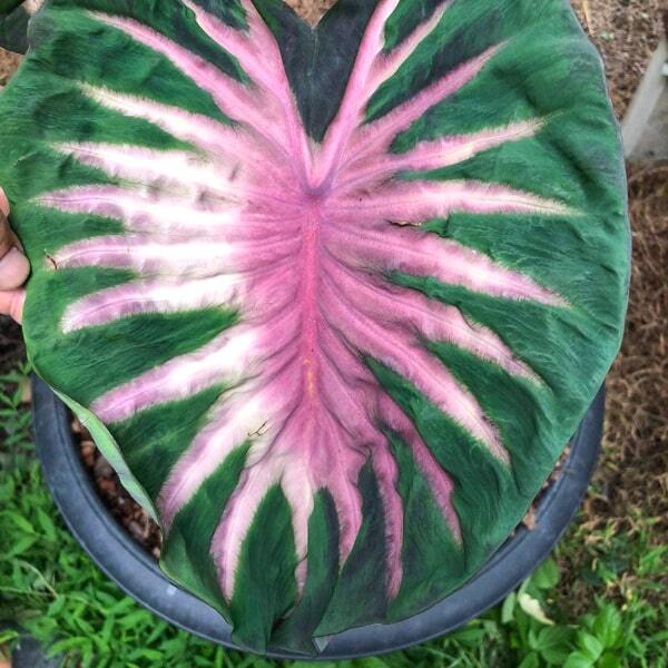 Колоказия PANA ASMALA – купить за 6 000 ₽ | ADENIUMLAND