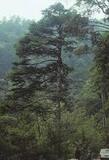 Купить семена Тсуга китайская. Tsuga chinensis. | Семена и саженцы ...