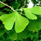 Купить семена Гинкго двулопастный. Ginkgo biloba | Семена и саженцы ...