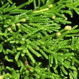 Купить семена Можжевельник виргинский. Juniperus virginiana | Семена и ...