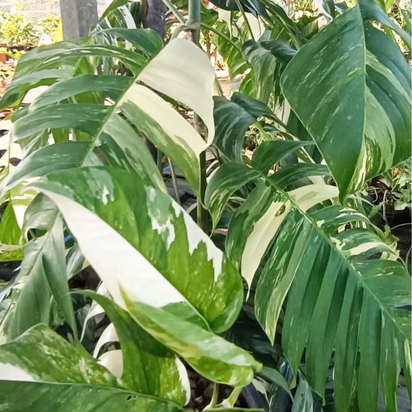 Эпипремнум PINNATUM ALBO VAR – купить за 2 300 ₽ | ADENIUMLAND