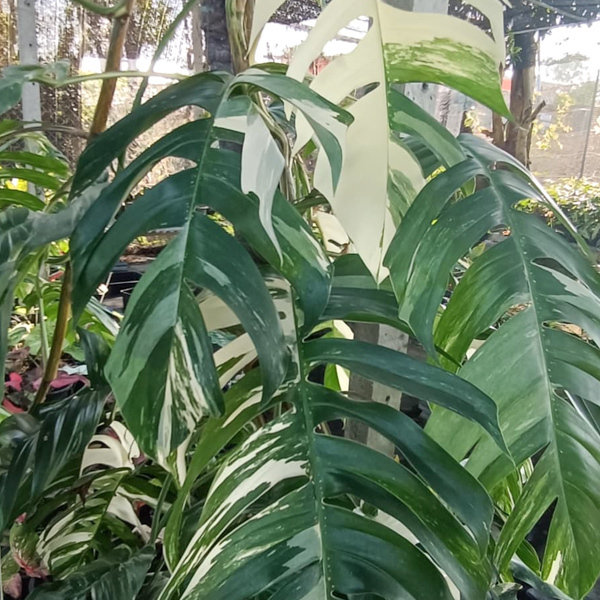 Эпипремнум PINNATUM ALBO VAR – купить за 2 300 ₽ | ADENIUMLAND