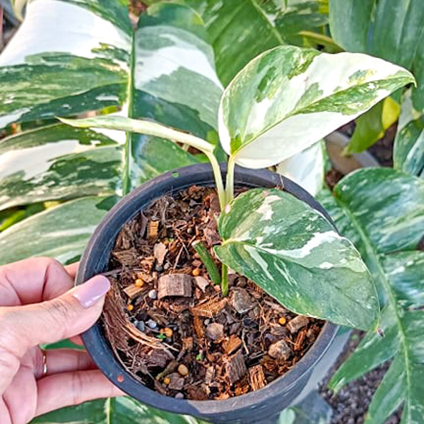 Эпипремнум PINNATUM ALBO VAR – купить за 2 300 ₽ | ADENIUMLAND