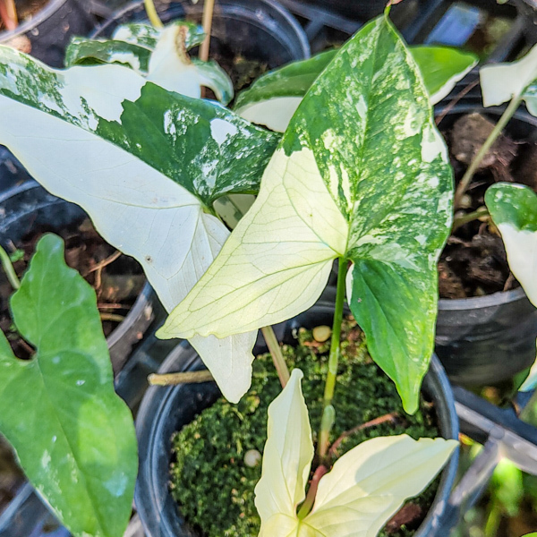 Сингониум ALBO VAR – купить за 1 600 ₽ | ADENIUMLAND