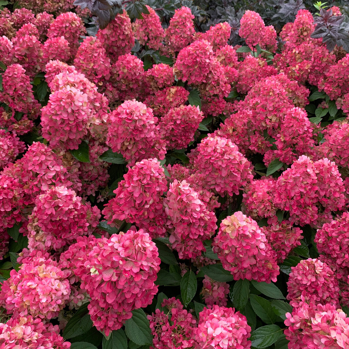 Гортензия метельчатая БОНФАЙР (Hydrangea paniculata "Bonfire") (ЗКС ...