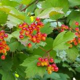 Купить семена Калина обыкновенная садовая. Viburnum vulgaris | Семена и ...