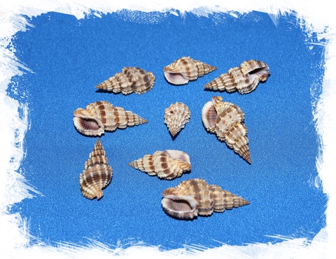 Ракушки морские. Купить