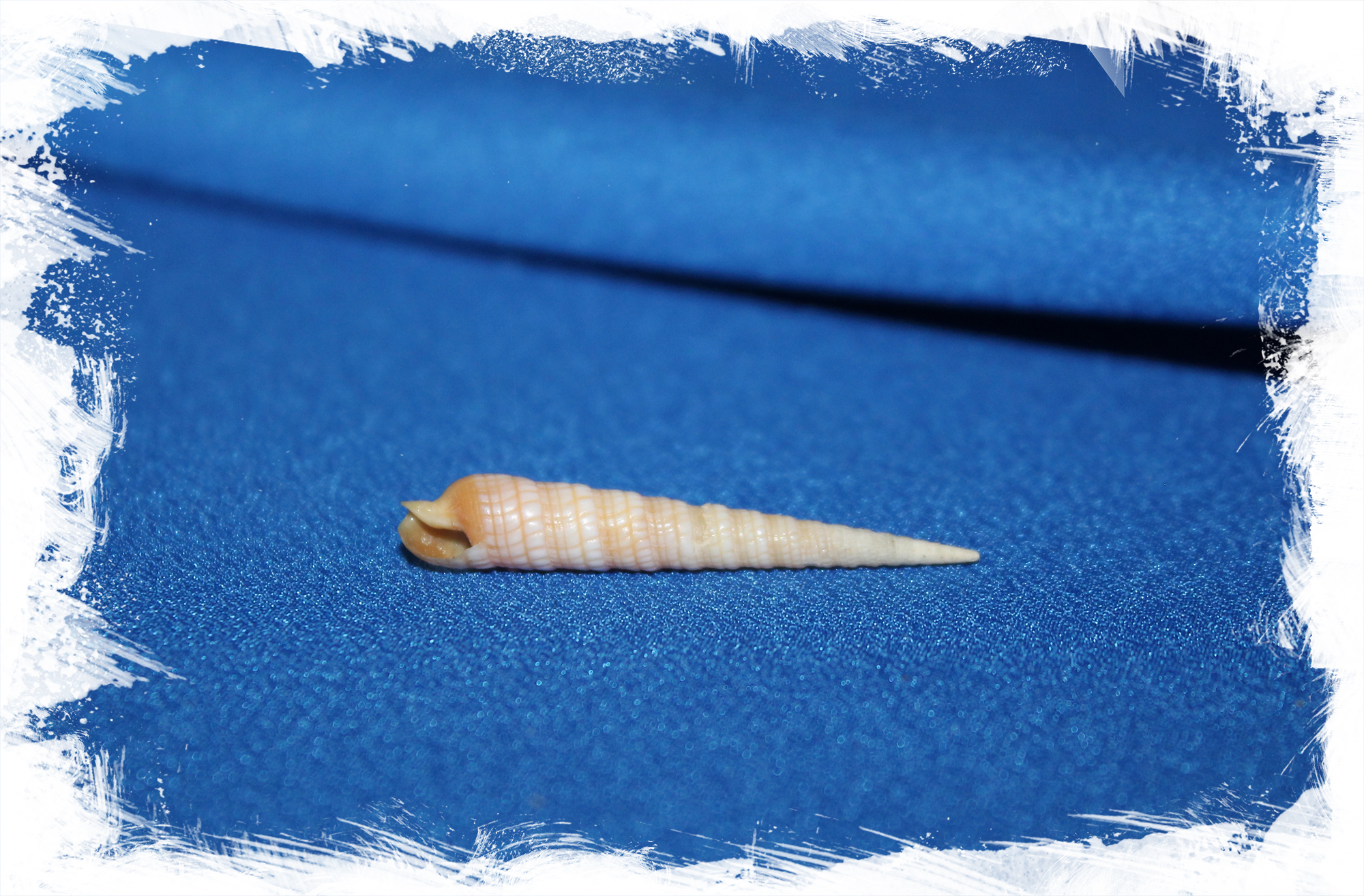 Раковина Terebra babylonia. Купить