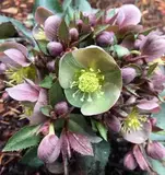 Купить семена Морозник гибридный стерна. Helleborus × sternii = Н ...