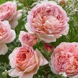 Купить парковые розы почтой Абрахам Дерби Abraham Darby