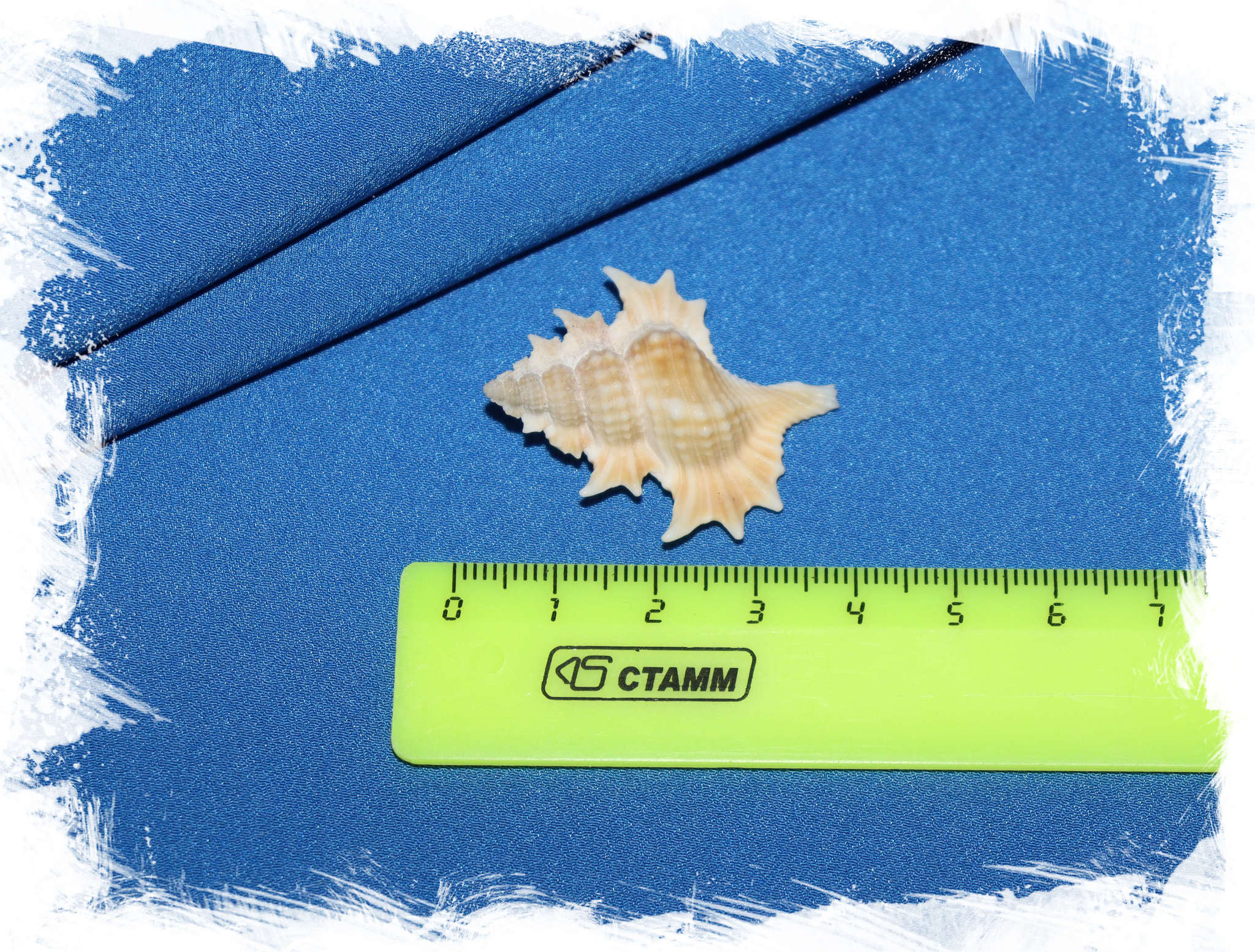 Биплекс перка, Gyrineum perca. Купить