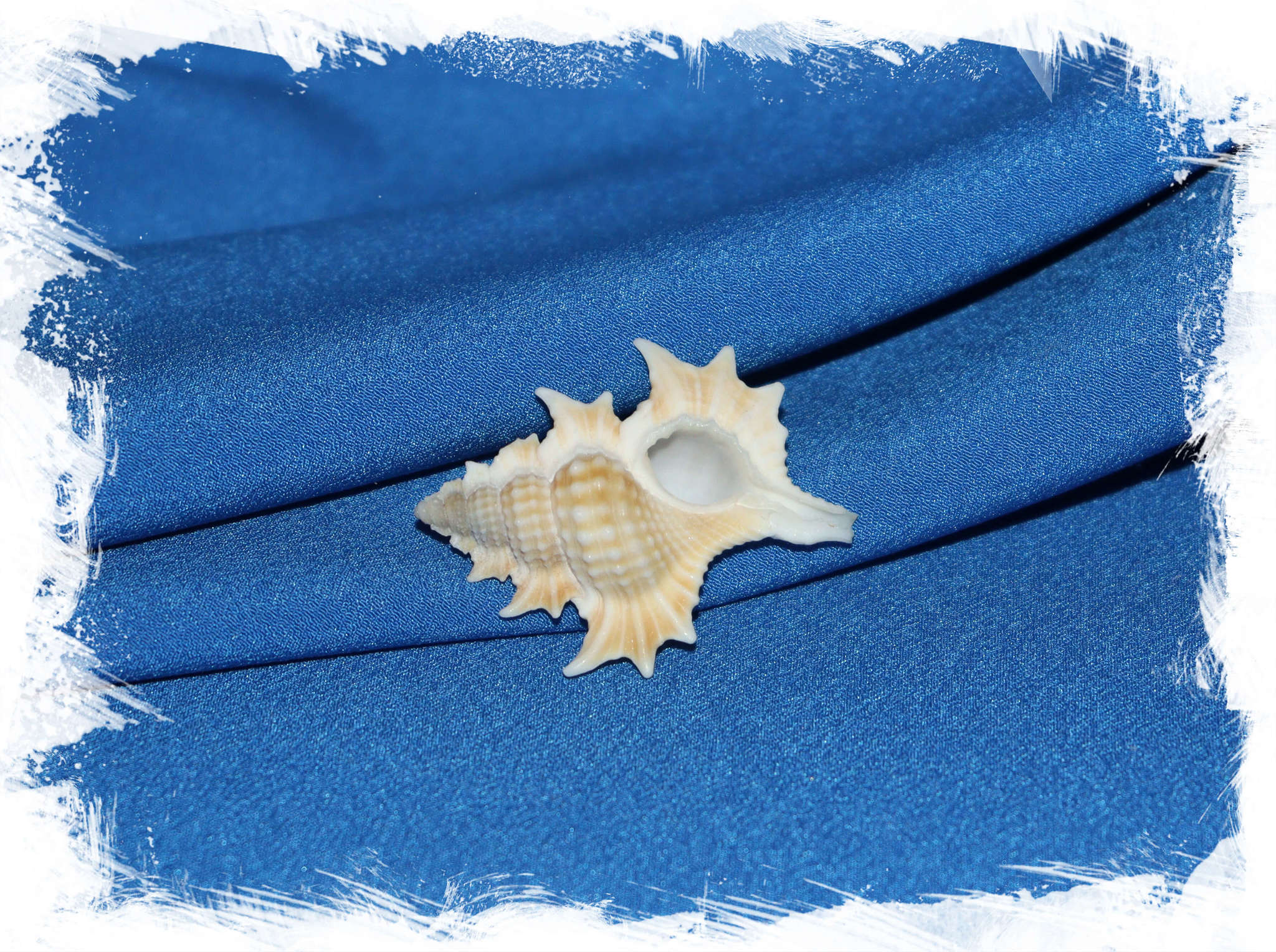 Биплекс перка, Gyrineum perca. Купить