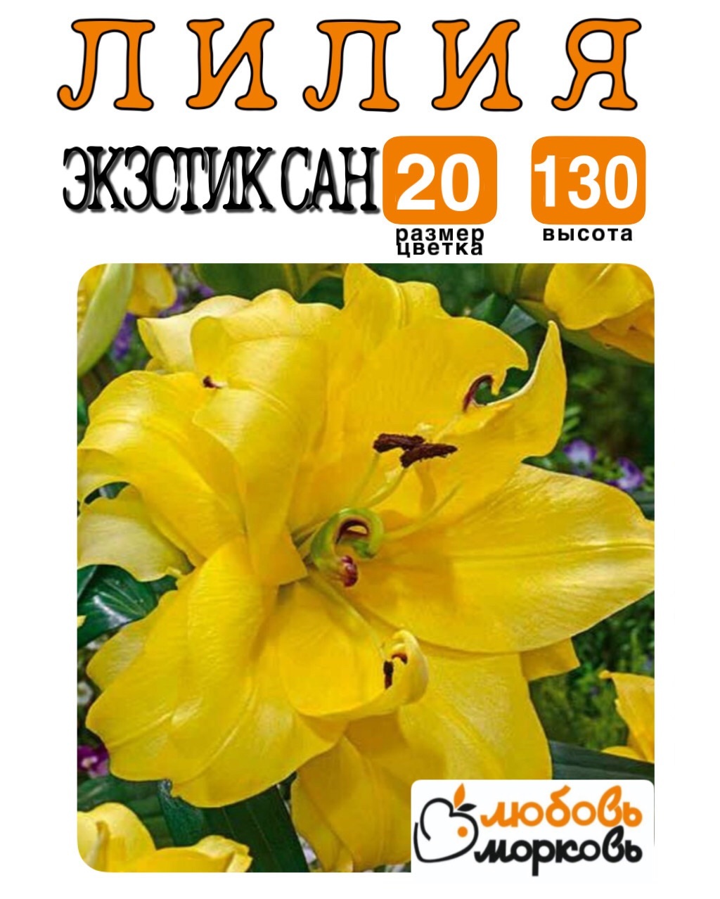 Лилия Луковица, Экзотик Сан, ОТ-гибрид, разбор 22/24, 1 шт – купить за ...