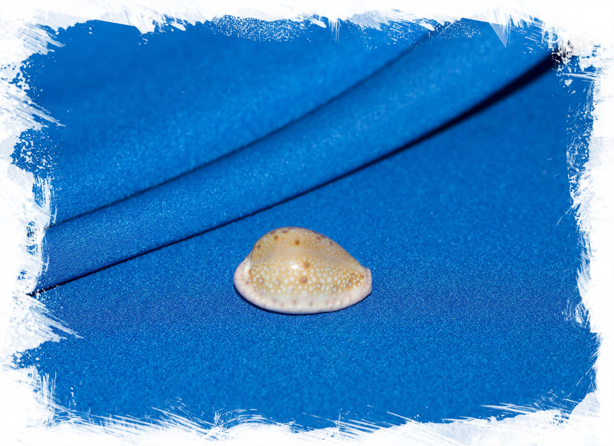 Морская раковина Ципрея маргиналис, Cypraea marginalis. Купить