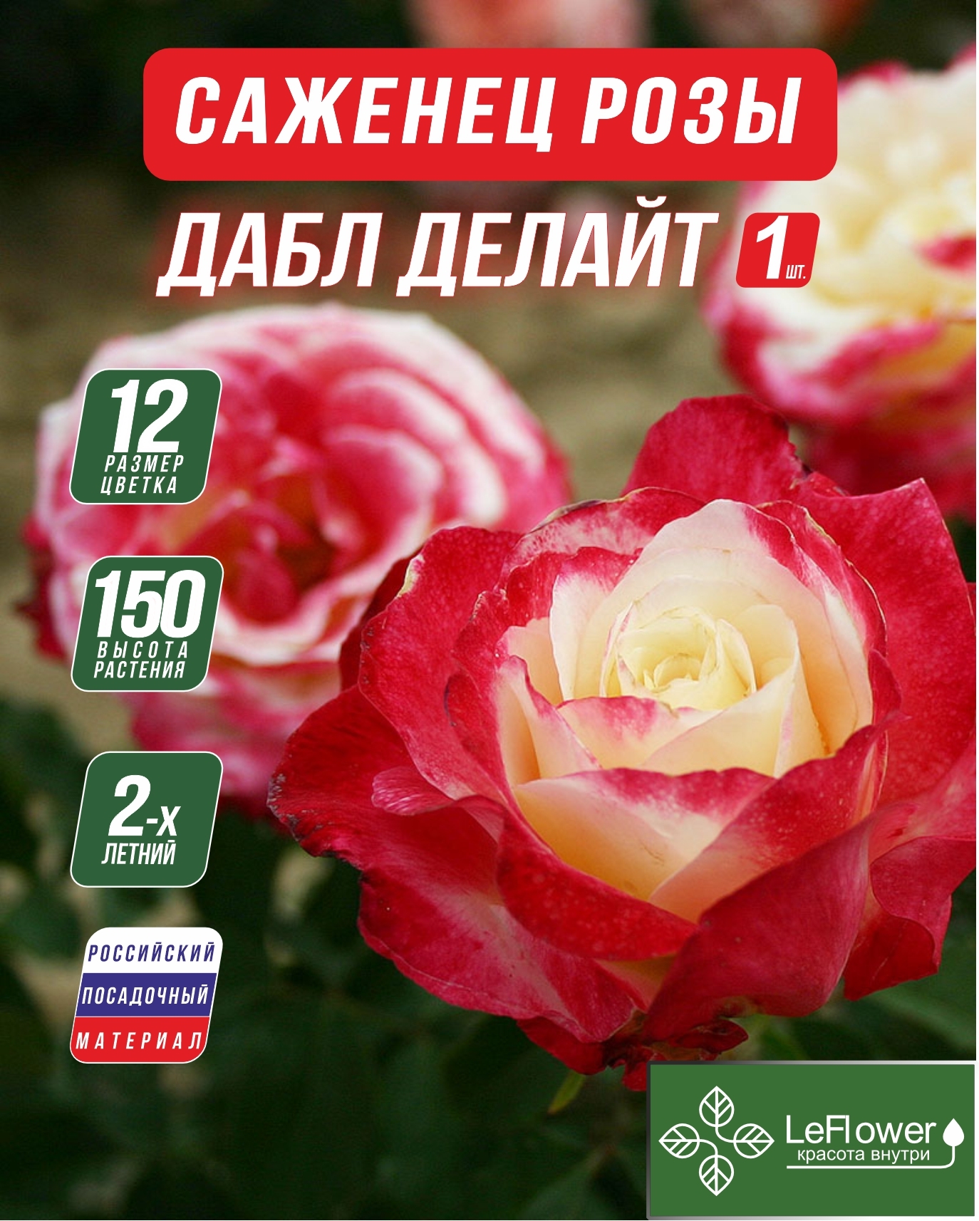 Роза саженец, Дабл Делайт – купить за 450 ₽ | LeFlowers.ru