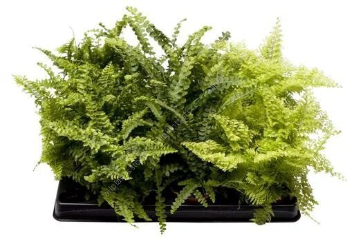 Нефролепис микс - купить в Москве с доставкой | Интернет-магазин ...