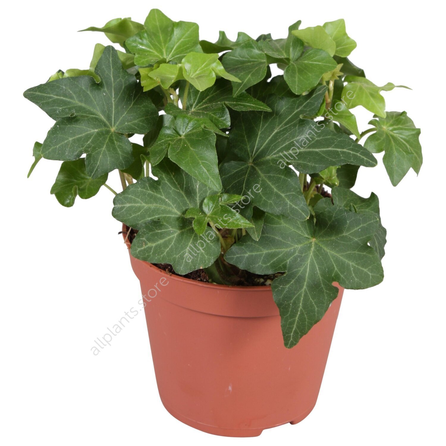 Хедера хеликс Вилко - купить в Москве с доставкой | Интернет-магазин ...