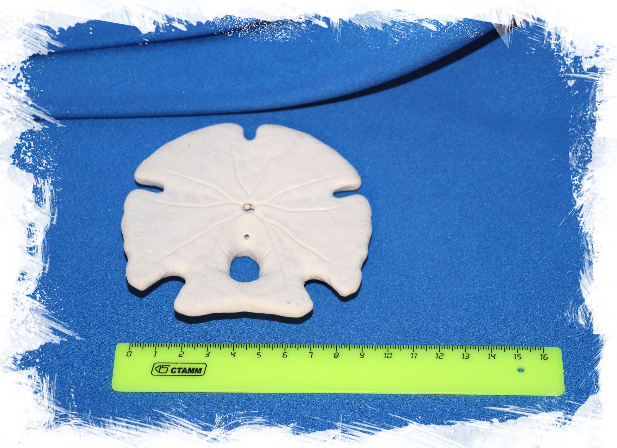 Панцирь морского ежа (Encope grandis) 9 см.