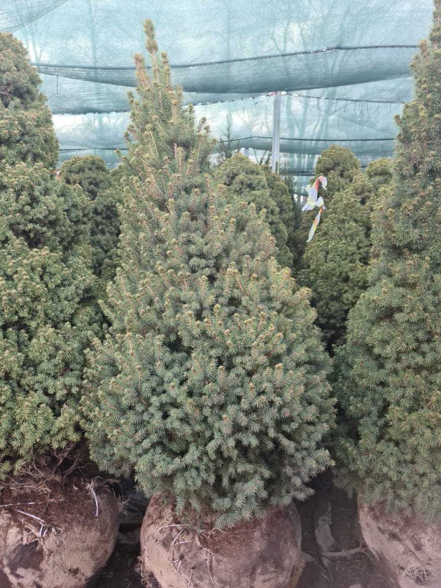 Ель канадская Коника | Picea glauca Conica 100-120 см