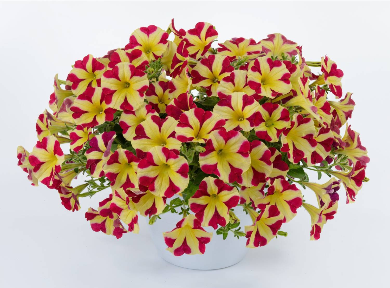 Петуния AMORE QUEEN OF HEARTS - купить по выгодной цене | Altay.Market