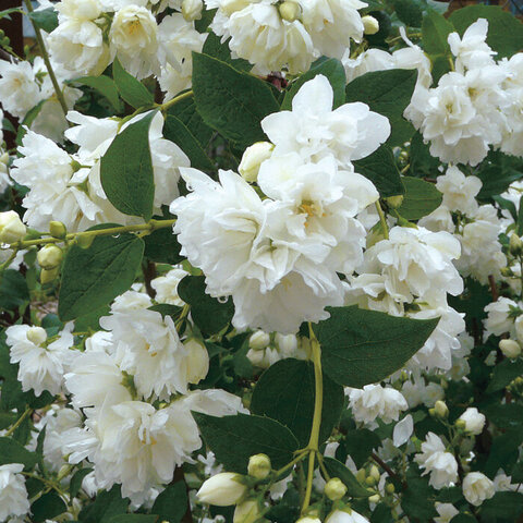 Чубушник Манто Дерми (С2/С3)