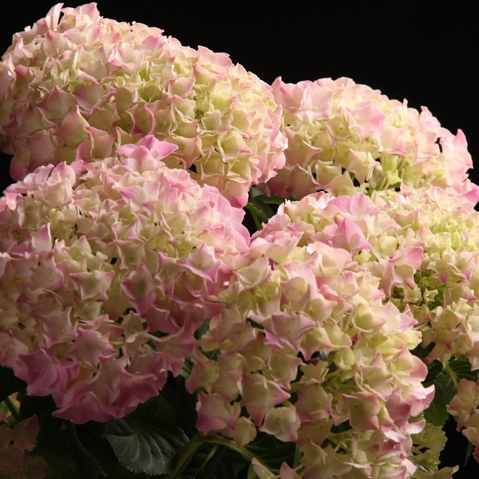 Гортензия метельчатая ПАНФЛОРА (Hydrangea paniculata «Panflora») (ЗКС ...