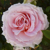 Марк Твен(Mark Twain)