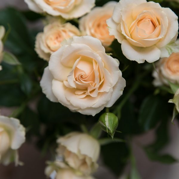 Роза Салинеро - купить в Дмитрове, Москве и Московской области по ...