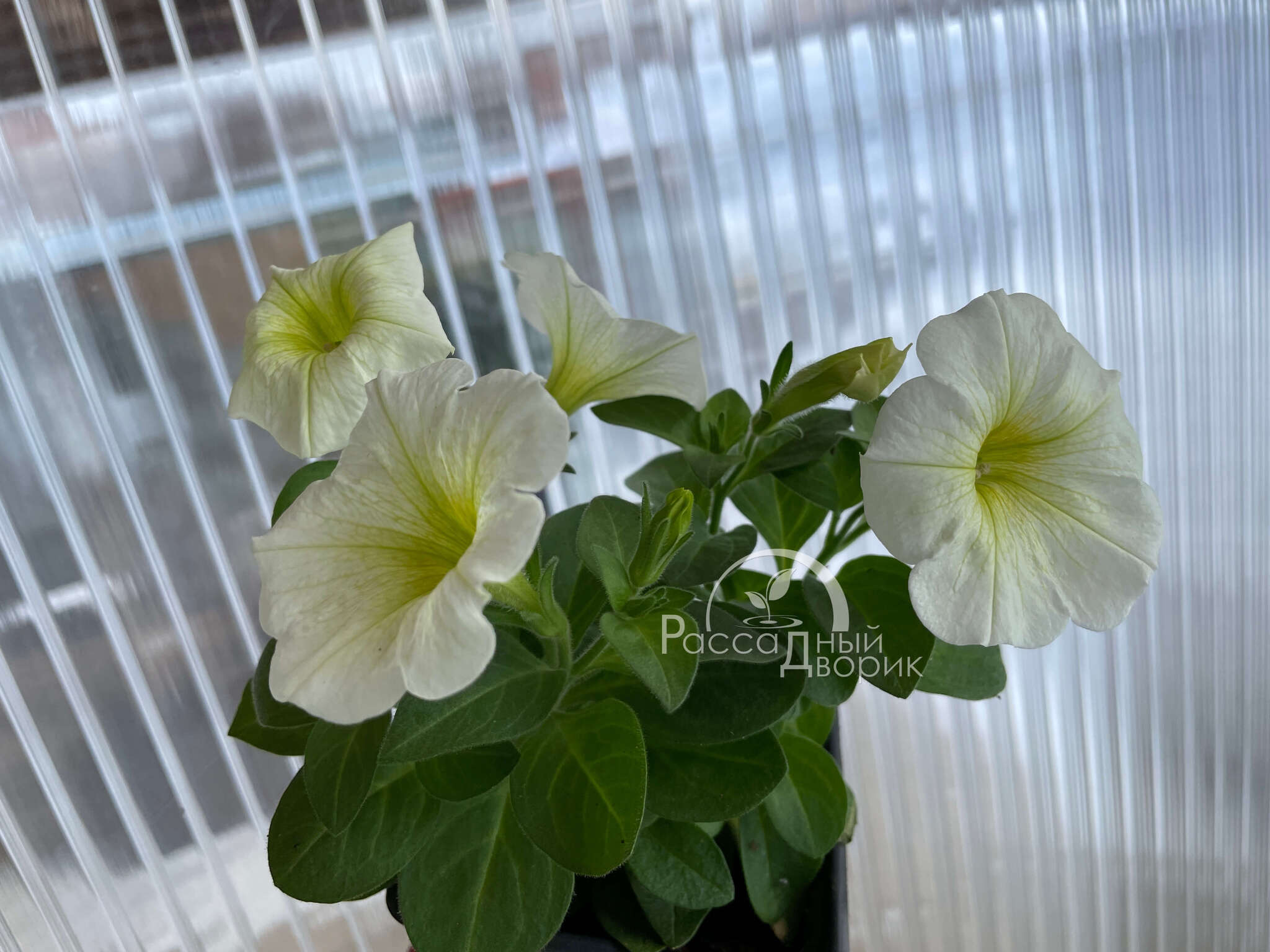 Купить рассаду петунии Potunia Plus Popcorn в Уфе | rassadadvor.ru