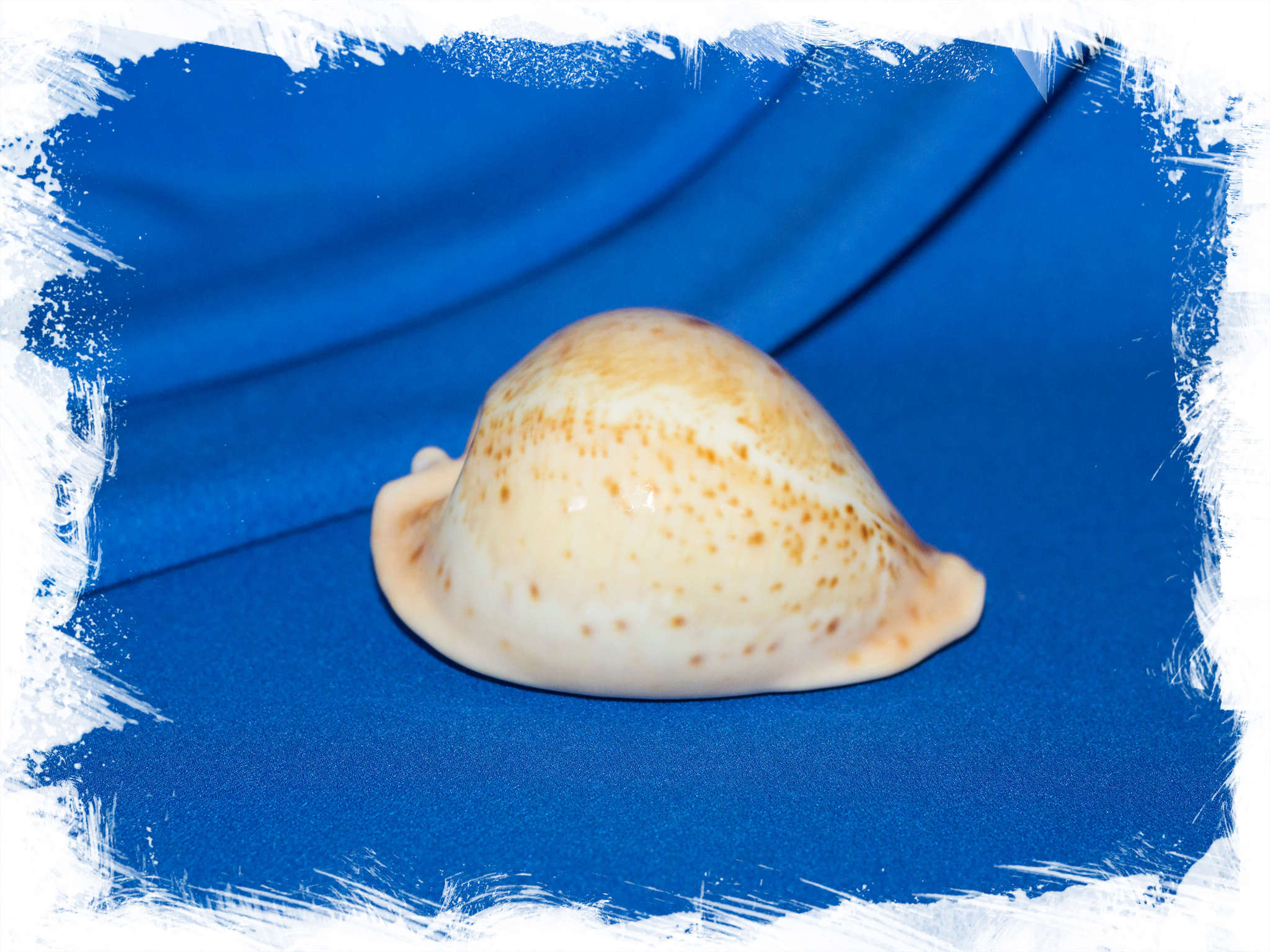 Ципрея армениака, Umbilia armeniaca, Абрикосовая ципрея. КУпить