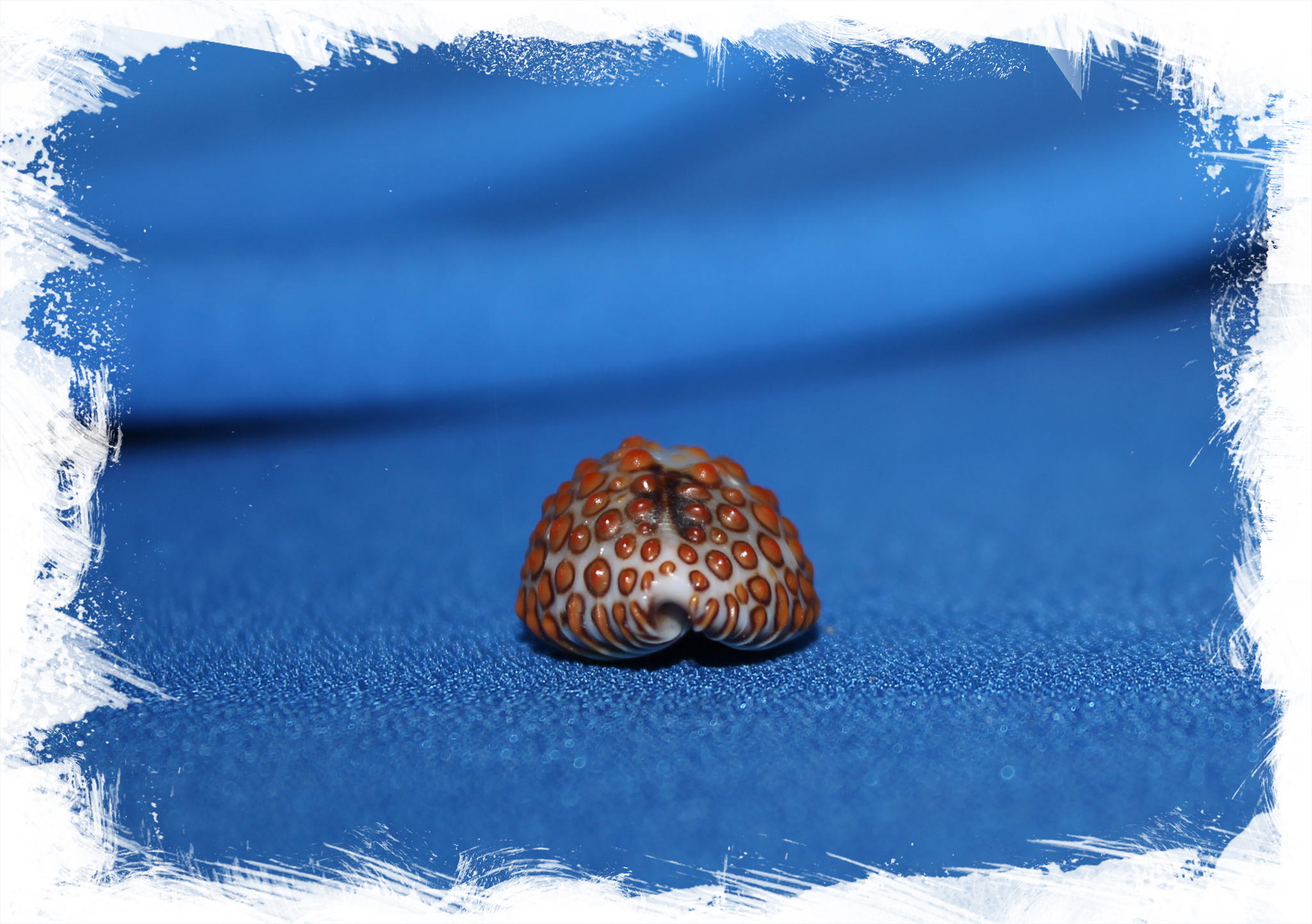 Дженнерия пустулата (Jenneria pustulata)