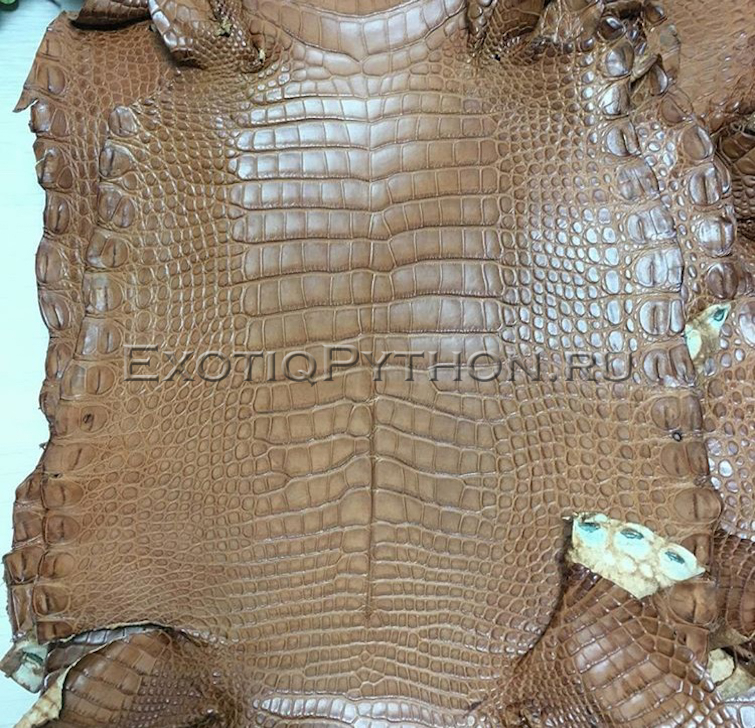 Кожа крокодила SK-36 - EXOTIQ PYTHON