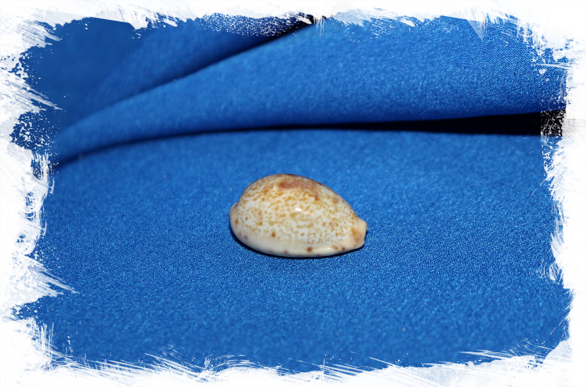 Морская ракушка Ципрея Волкери, Каури Уолкера, Contradusta walkeri ...